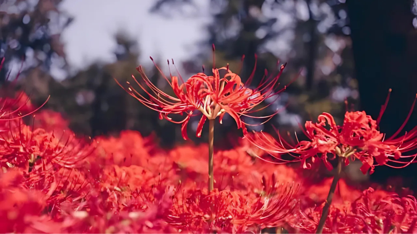 Higanbana: As Lendas e Mistérios da Flor da Morte no Japão - Otome Café