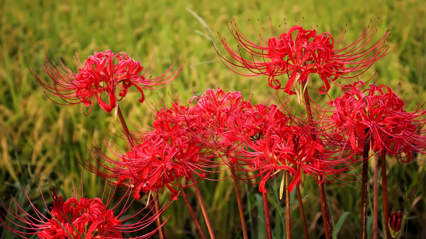 Higanbana: As Lendas e Mistérios da Flor da Morte no Japão - Otome Café